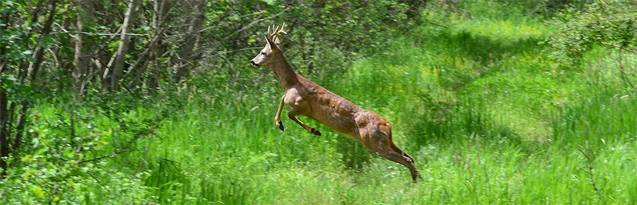 Svet Divljih Životinja | Pčelinjaci Stanković Mladenovac