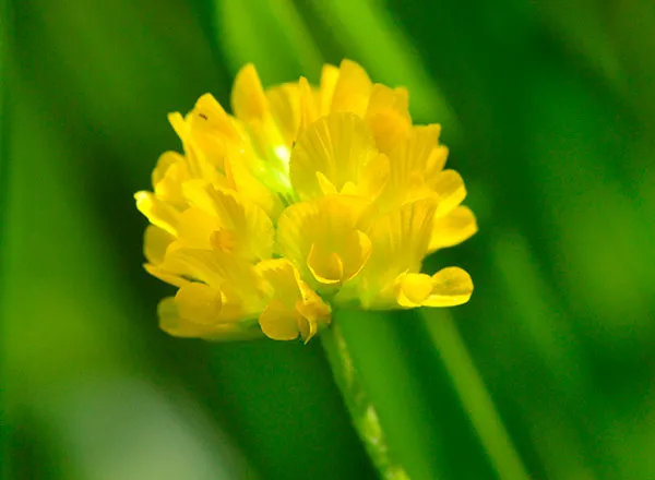 Atlas Medonosnog Bilja Našeg Kraja za Maj Mesec | Pčelinjaci Stanković ...