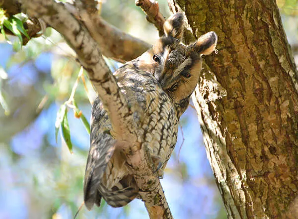 Svet Ptica | Pčelinjaci Stanković Mladenovac