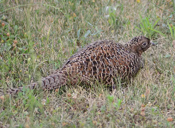 Fazan ( Phasianus colchicus )