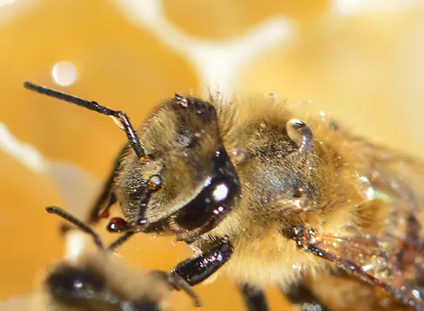 Med u saću | Komadi Saća u tegli sa Medom | Cena, Prodaja